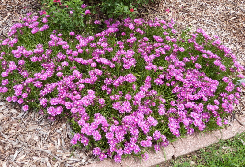 Pink Ice Plant - Cypress Basin Master Gardeners Association
