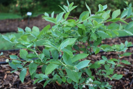 Austin Blueberry Bushes