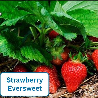 Strawberry, Eversweet - Cypress Basin Master Gardeners Association