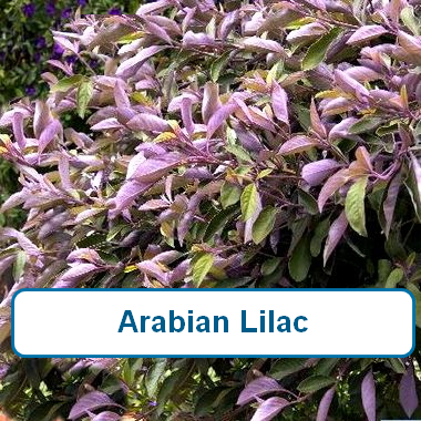 Lilac, Arabian - Cypress Basin Master Gardeners Association
