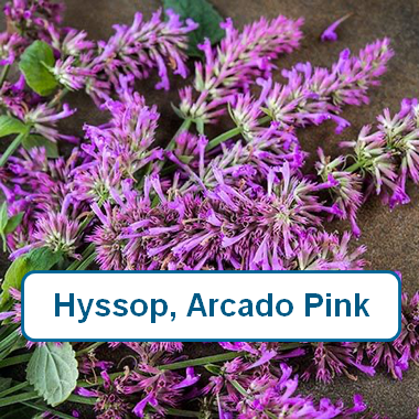 Hyssop, Arcado Pink - Cypress Basin Master Gardeners Association
