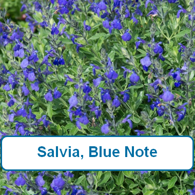 Salvia, Blue Note - Cypress Basin Master Gardeners Association